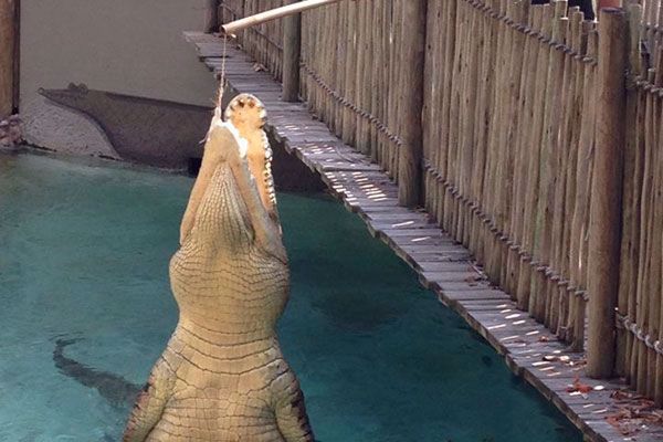St. Augustine Alligator Farm Discount Tickets