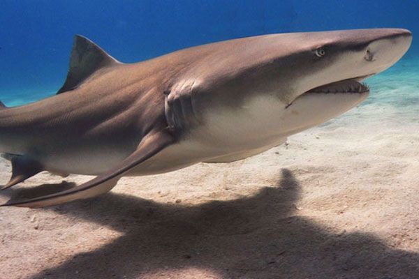 Key West Aquarium Discount Tickets