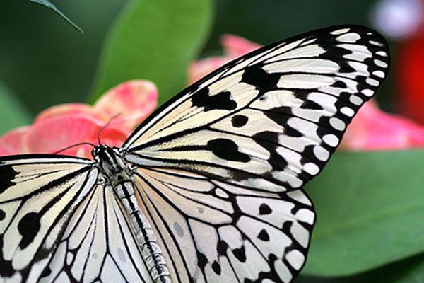 Key West Butterfly Nature Conservatory Discount Tickets