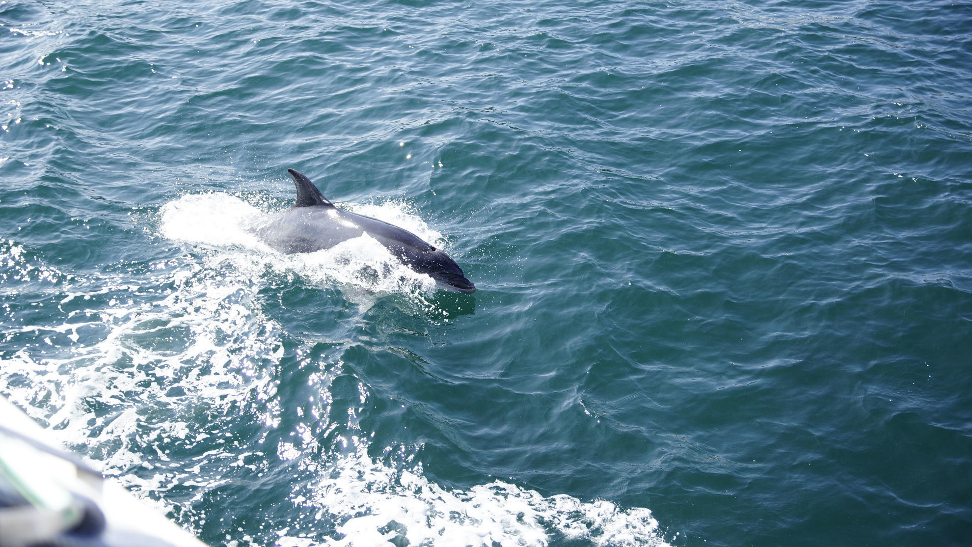 Fury Dolphin Watch and Historical Harbor Tour